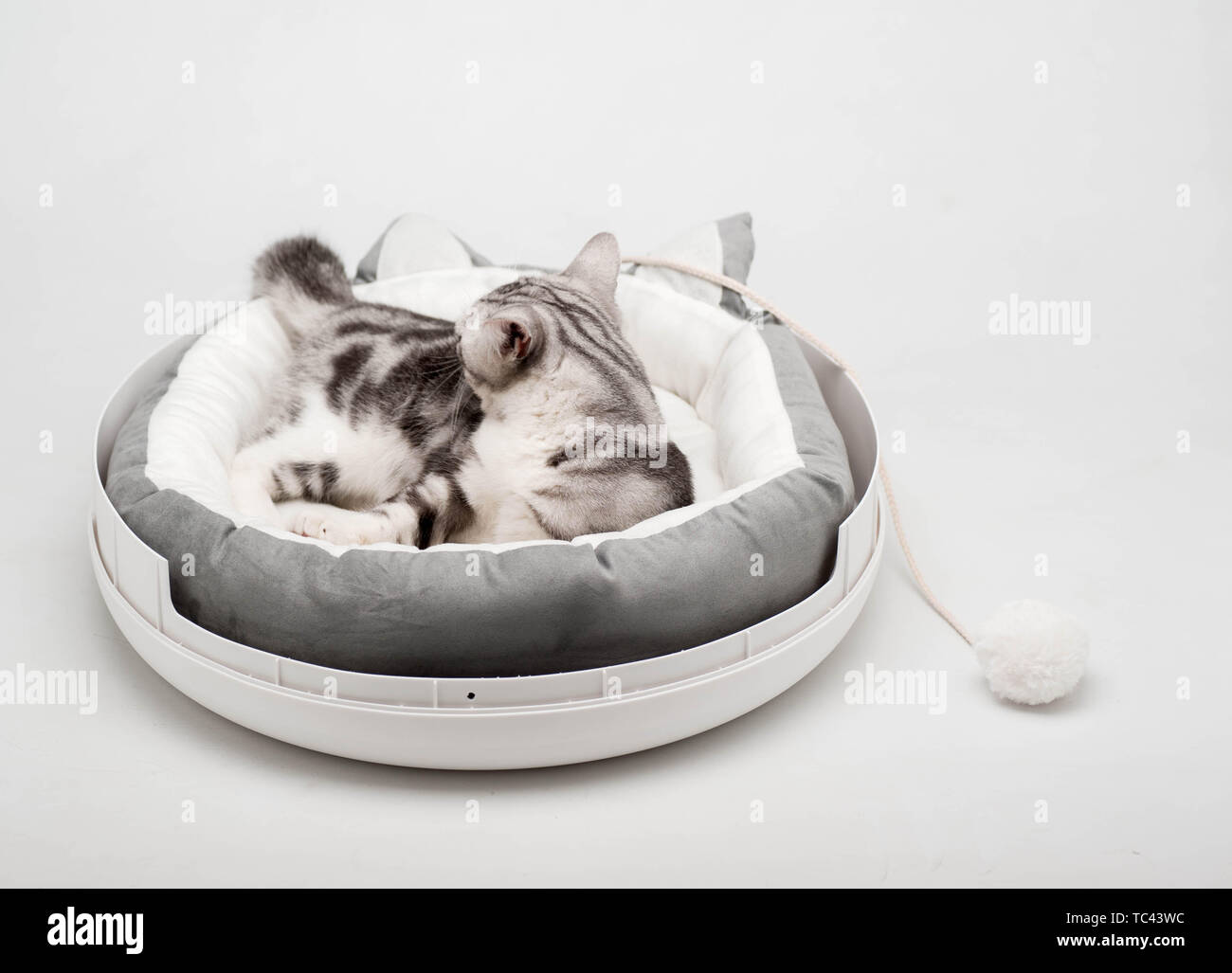 cat, pet, cat, animal, sprouting Stock Photo - Alamy