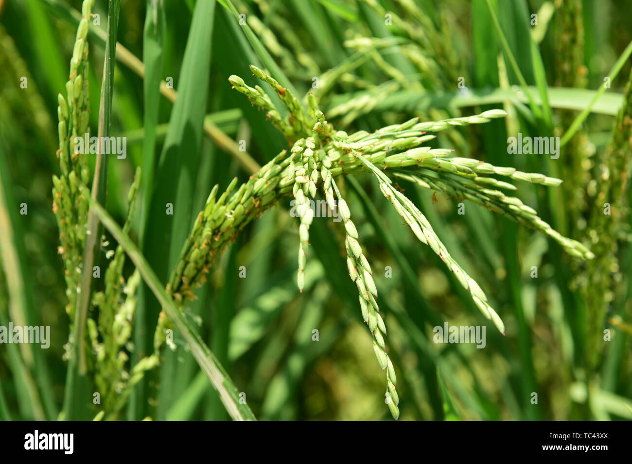 Rice spike paddy field, rice Stock Photo - Alamy
