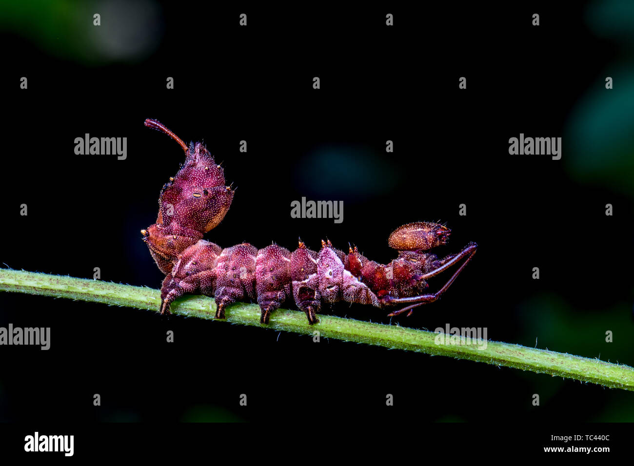 Larvae of various moths Stock Photo - Alamy