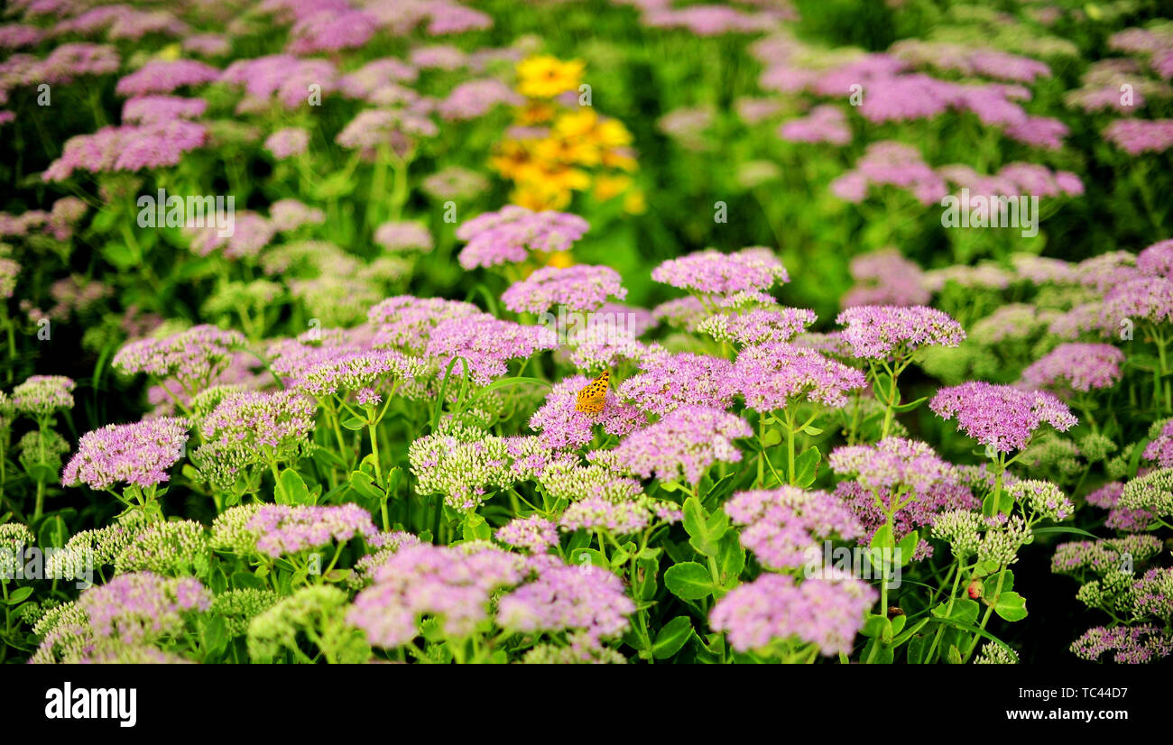 Red Jingtian flower picture Stock Photo - Alamy