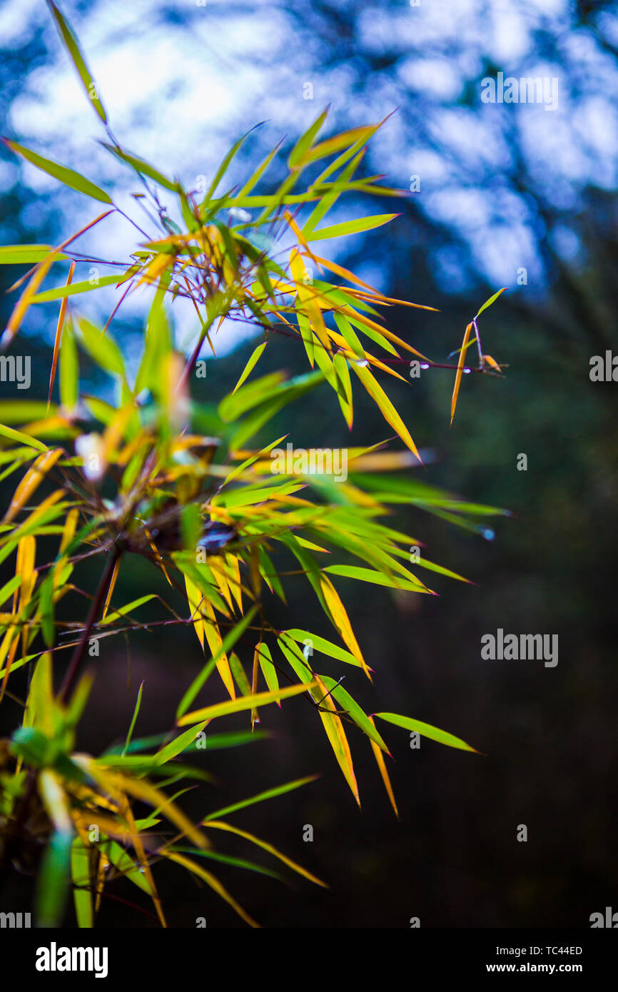 Bamboo planting grain hi-res stock photography and images - Alamy