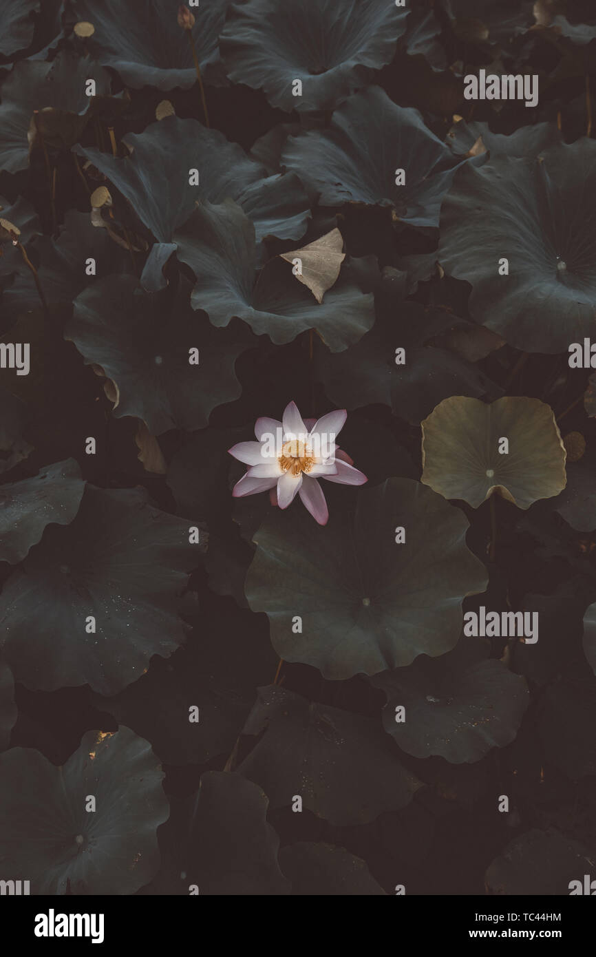 No one lotus flowers in the tropics hi-res stock photography and images ...