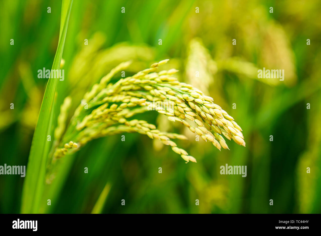 Dry rice, rice, grain Stock Photo - Alamy