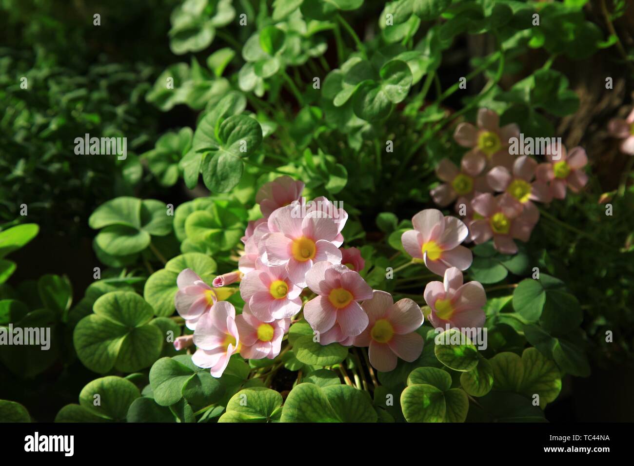Shangri-La white land, wild flowers, Yunnan Stock Photo - Alamy