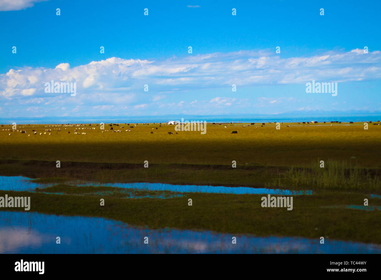 Qinghai lake qinghai lake scenery scenery around the lake hi-res stock ...