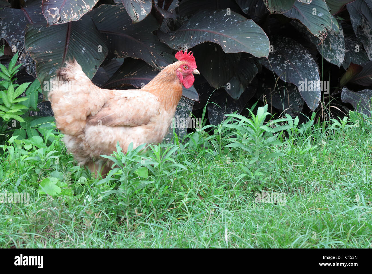 Native chickens hi-res stock photography and images - Alamy