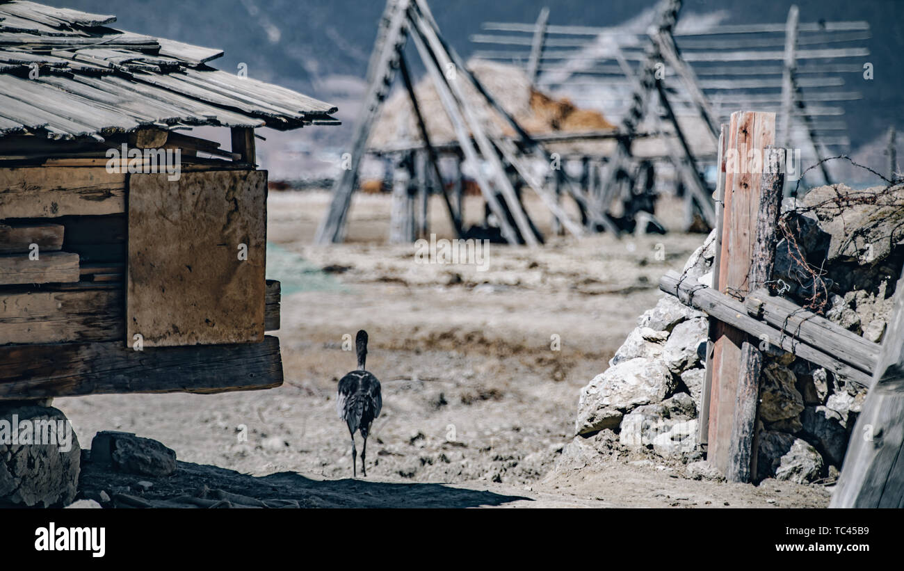 black - necked crane Stock Photo - Alamy