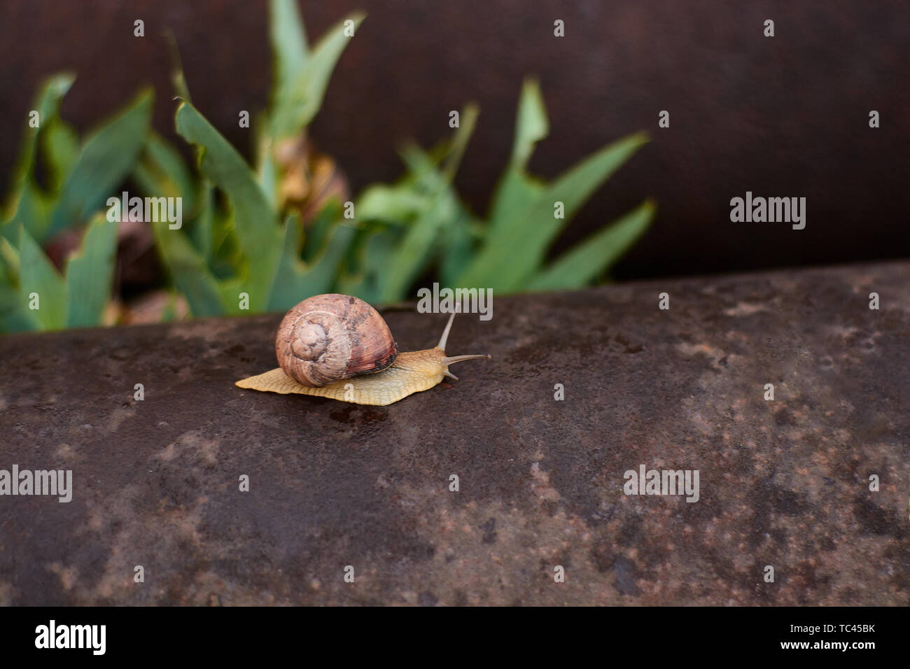 Snails in the yard after the rain on the green grass with large dew ...