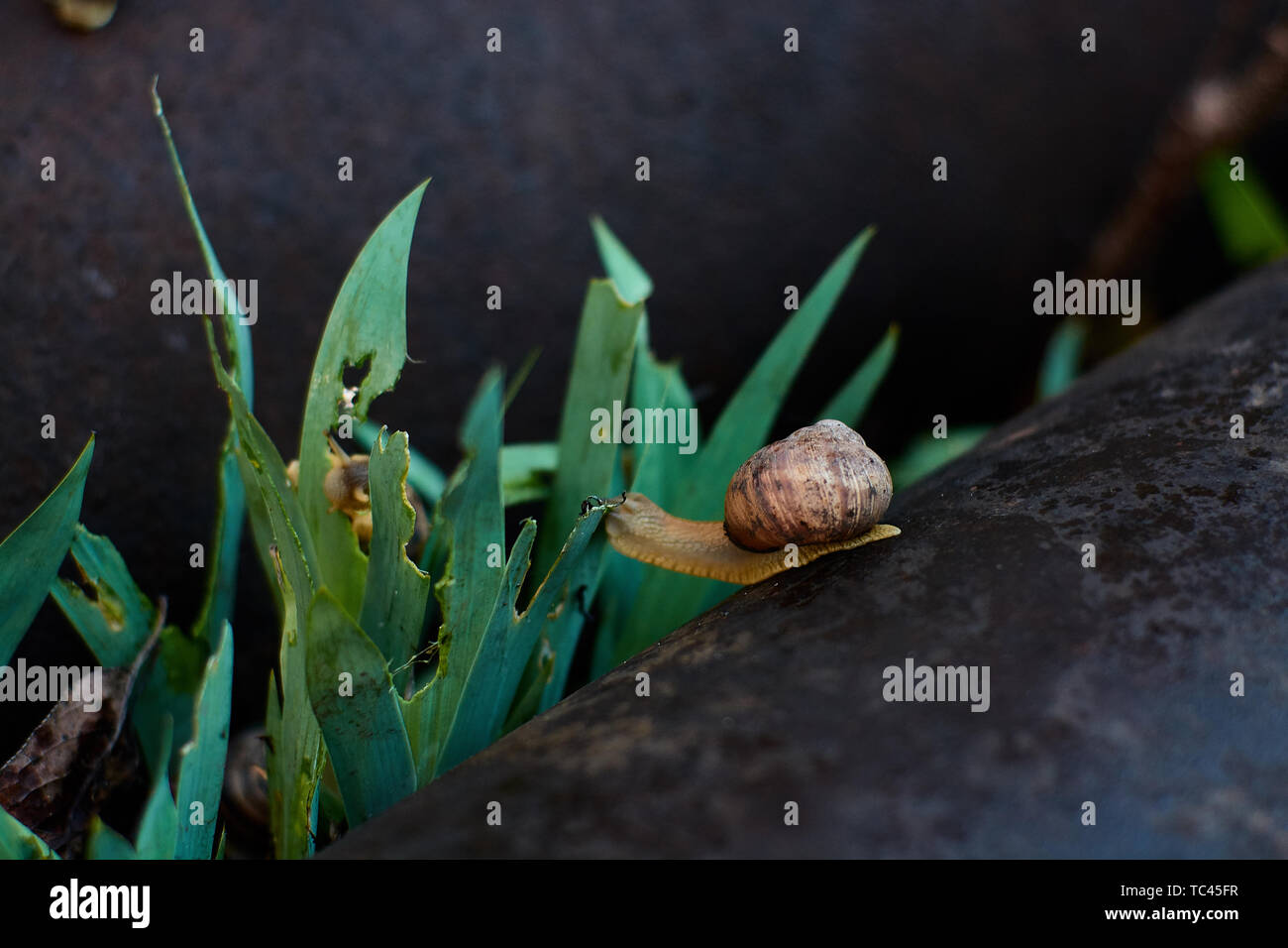 Snails in the yard after the rain on the green grass with large dew ...
