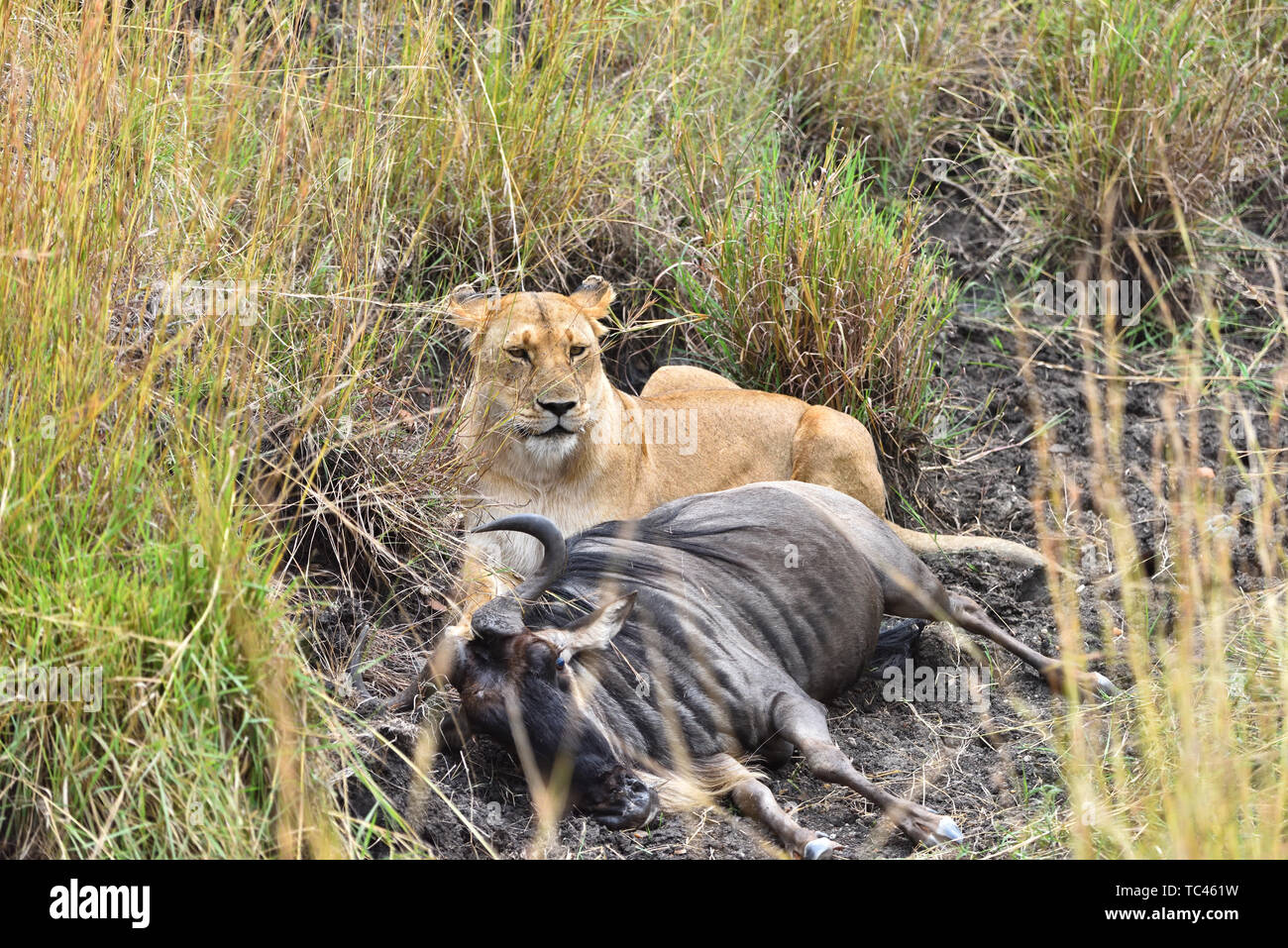 Lion hunts wildebeest, pictured in Masai Mara Stock Photo - Alamy