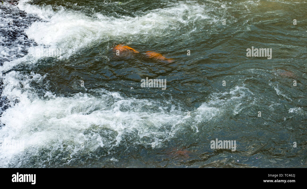 Carp jump dragon gate hi-res stock photography and images - Alamy