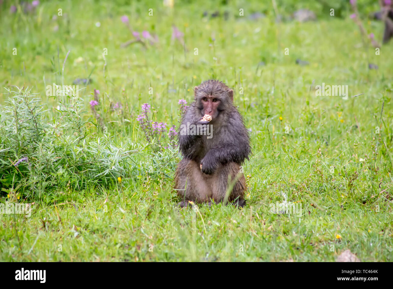 Tibetan macaque monkeys hi-res stock photography and images - Alamy