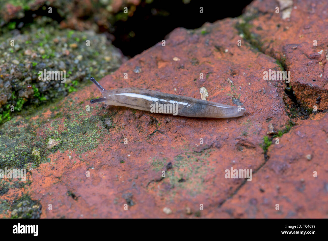 Daylight sand tourism slugs mucus snails mucus with damp damp hi-res ...