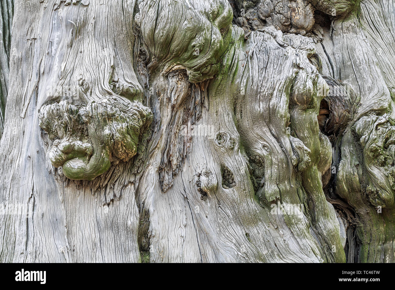 Ancient cypress bark texture Stock Photo - Alamy