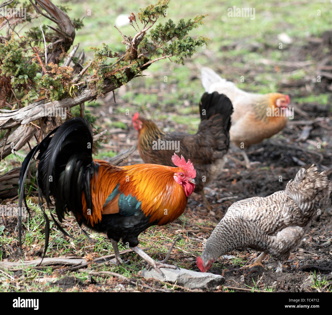 Tibetan native chicken Stock Photo - Alamy