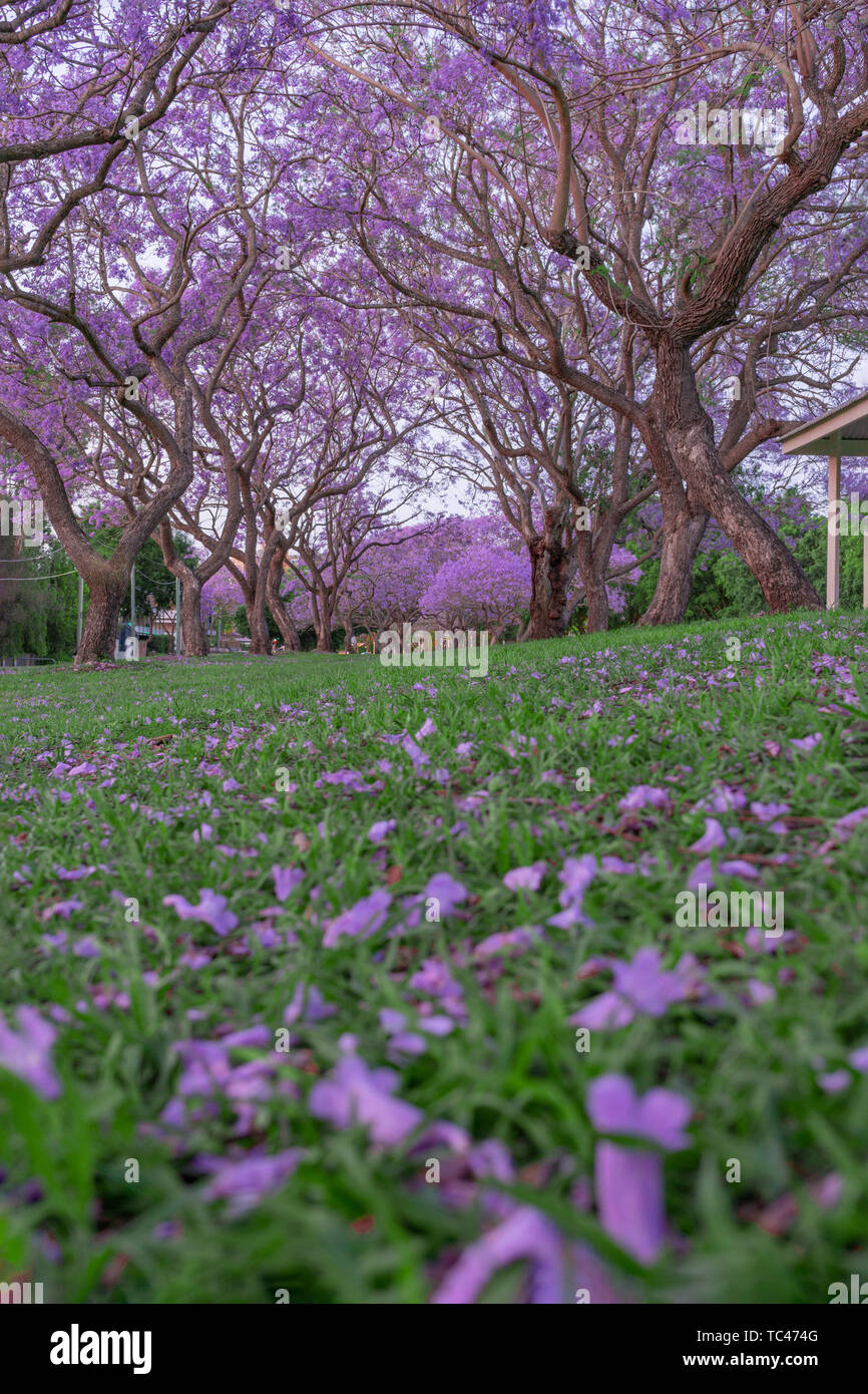 Aranda australia hi-res stock photography and images - Alamy