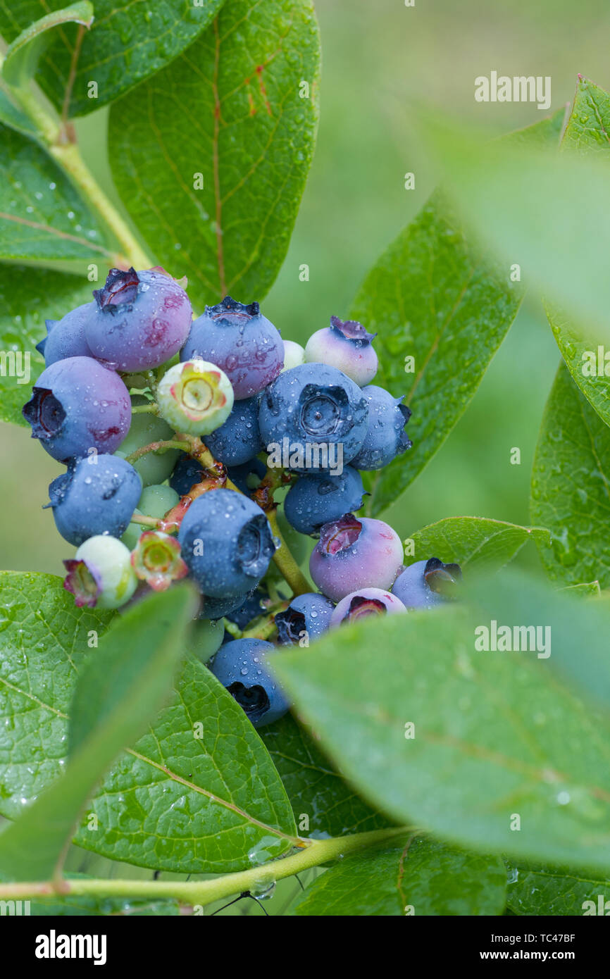 All stages of blueberry flowers and fruit Stock Photo - Alamy