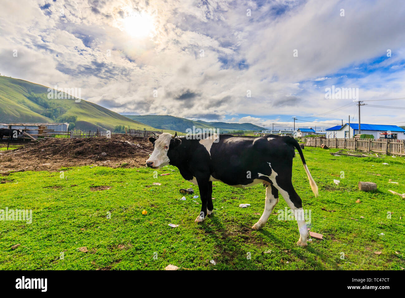 Inner mongolia cattle hi-res stock photography and images - Alamy