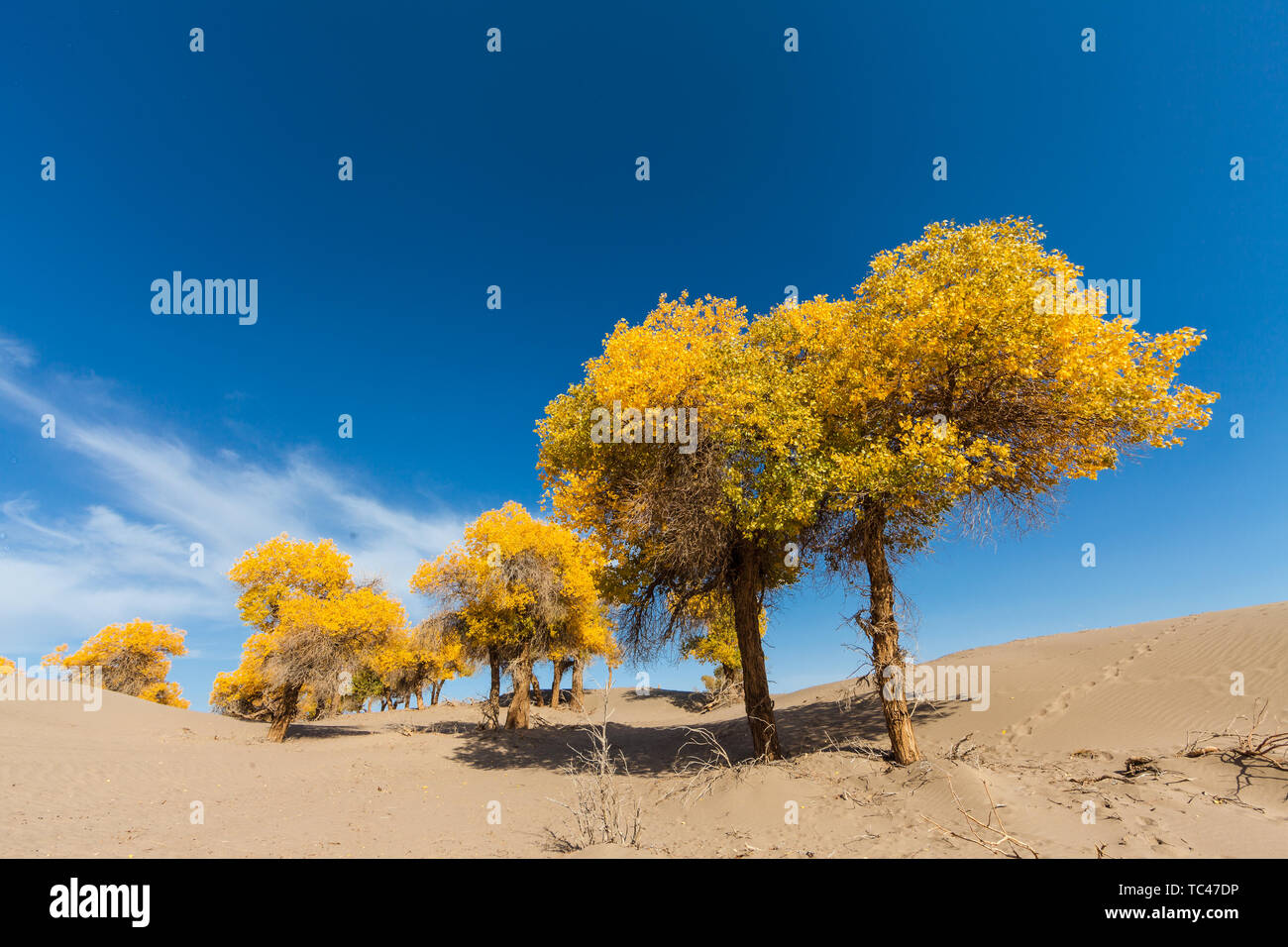 Scenery of Hu Yang, blue sky and white clouds in the desert of Inner ...