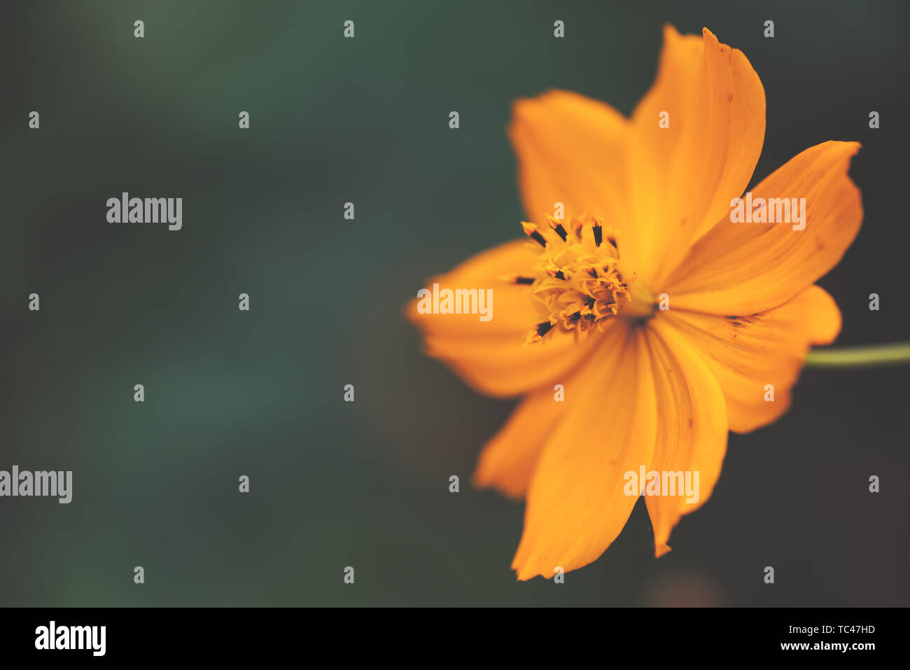 Cosmos flower head hi-res stock photography and images - Alamy