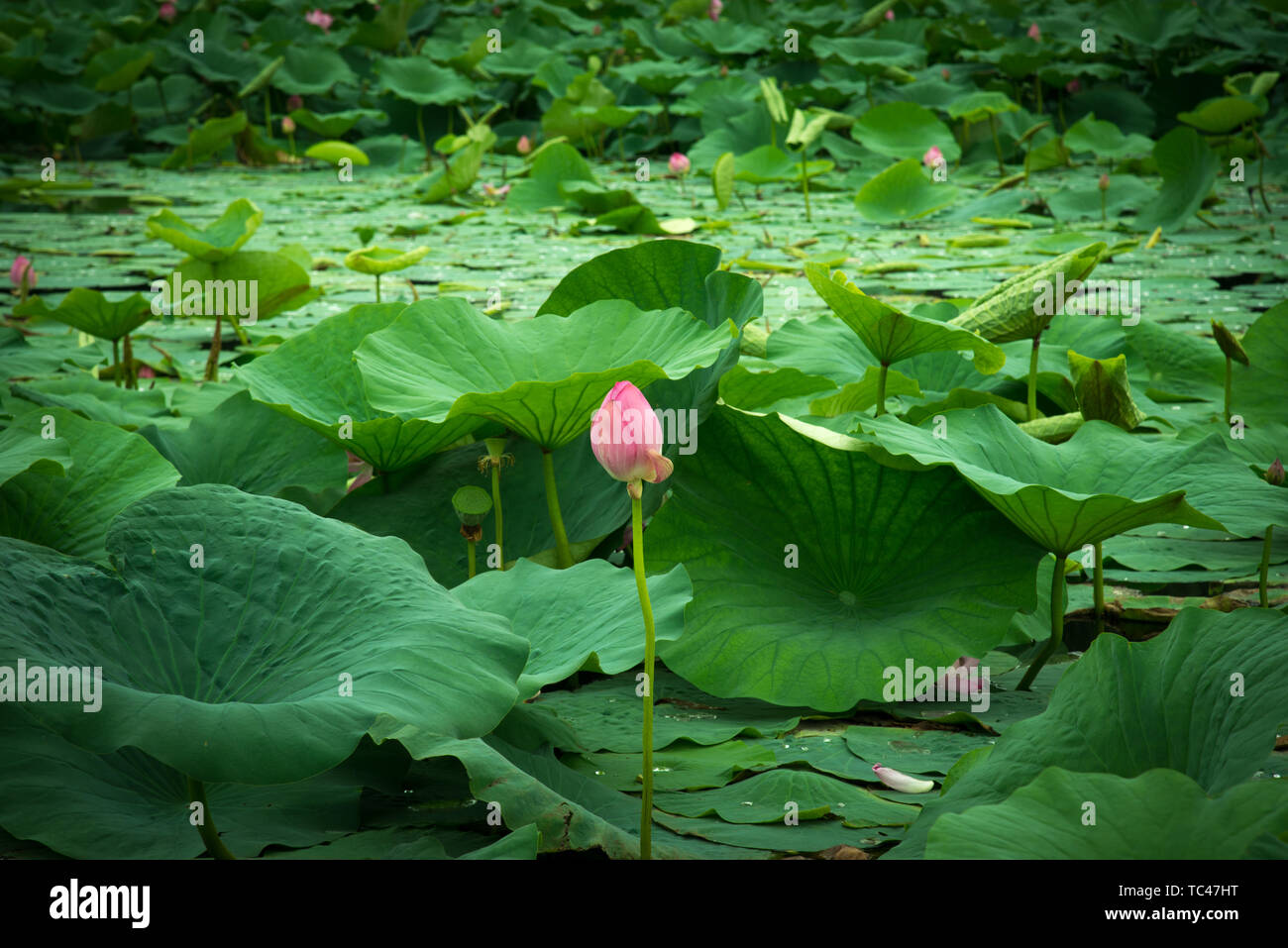 Shenyang Shengjing Grand Theatre sunset Stock Photo - Alamy