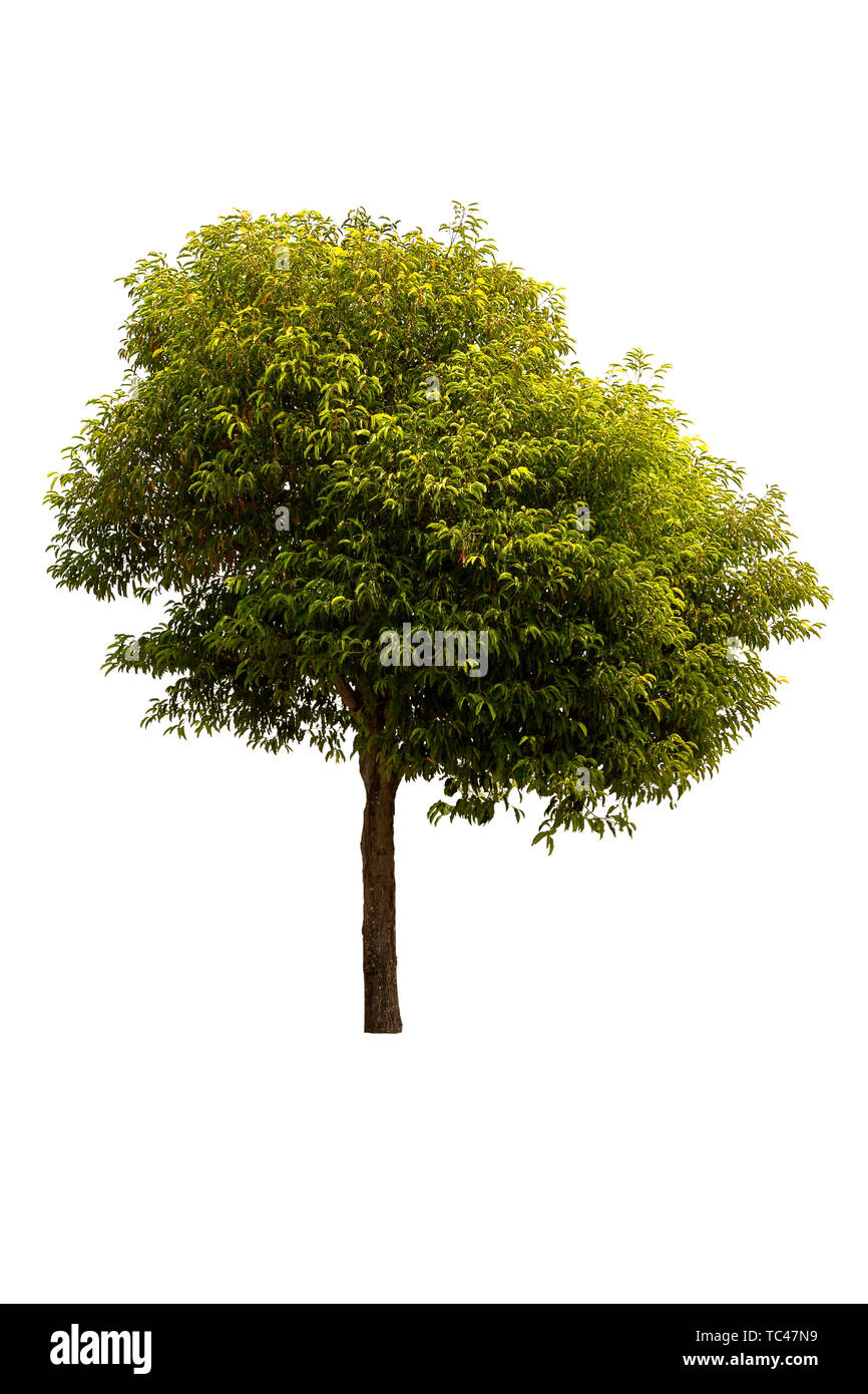 A big tree isolated on white background Stock Photo - Alamy