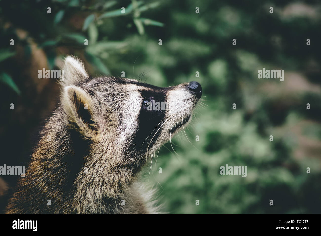 Little raccoon hi-res stock photography and images - Alamy