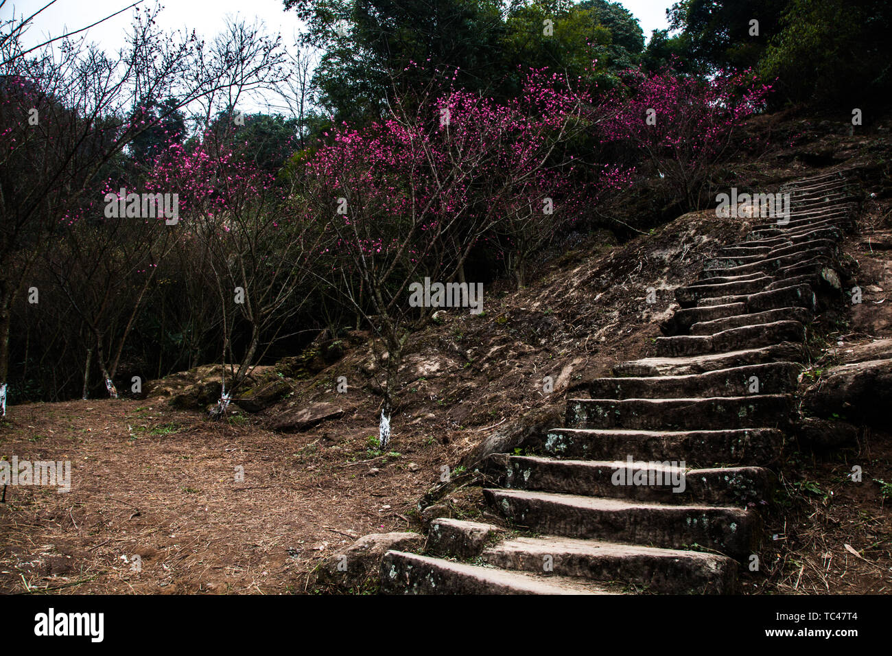 Pengzhou path hi-res stock photography and images - Alamy