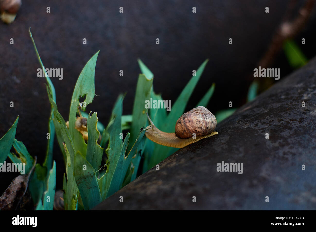 Snails in the yard after the rain on the green grass with large dew ...