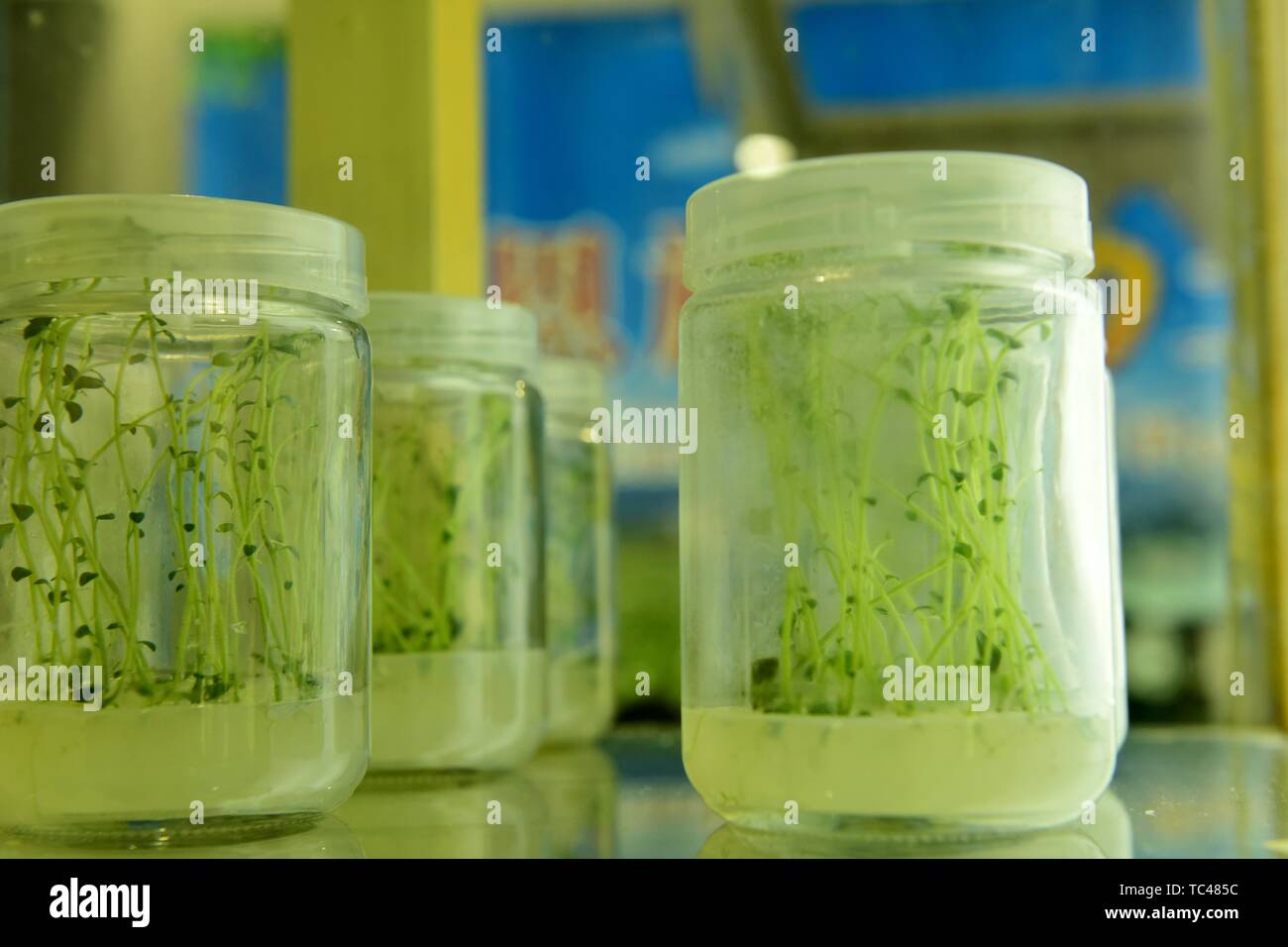 Soilless scientific cultivation Stock Photo - Alamy