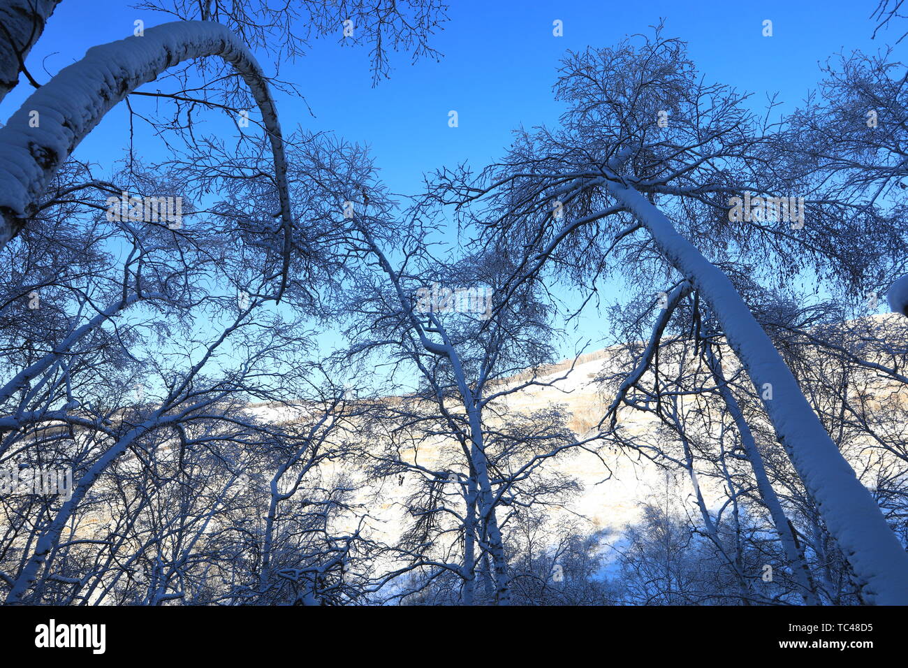 Alshan National Forest Park High Resolution Stock Photography and ...