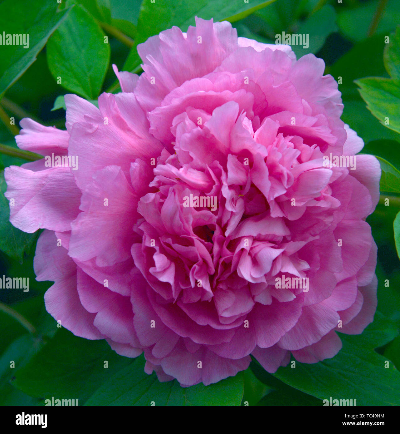 Luoyang peony map Stock Photo - Alamy