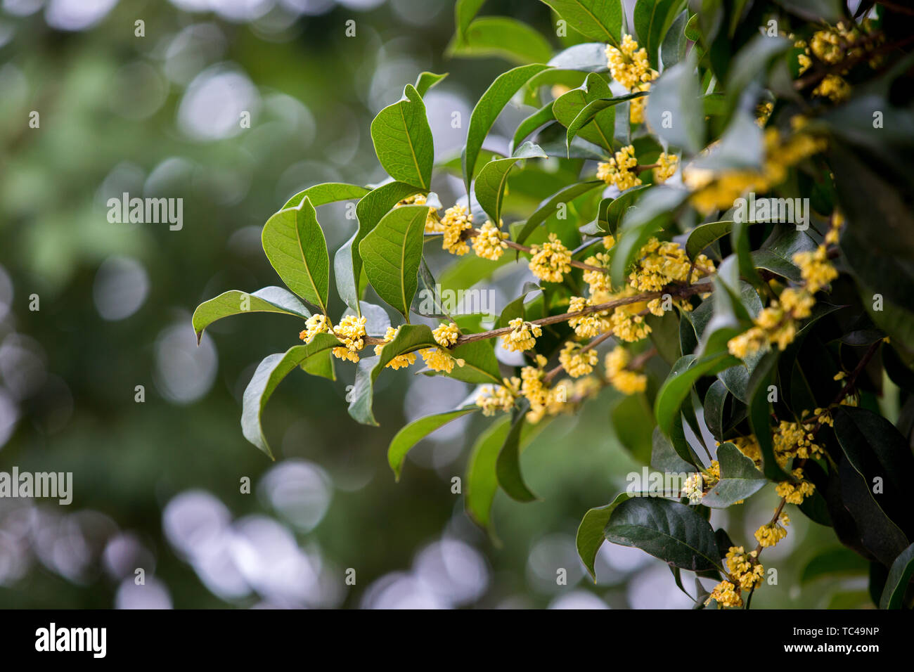 Osmanthus petals hi-res stock photography and images - Alamy