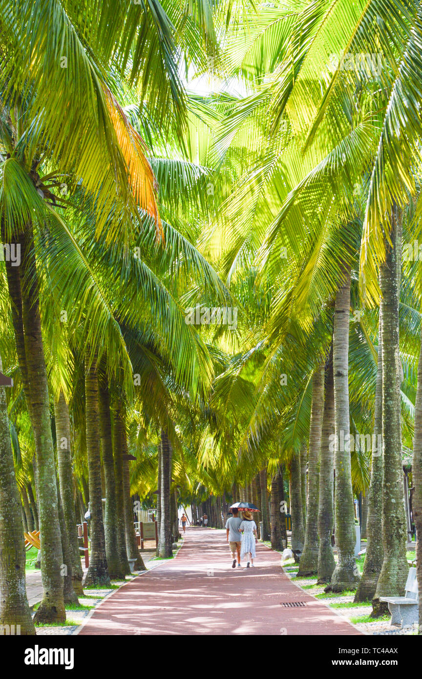 Coconut forest path Stock Photo - Alamy