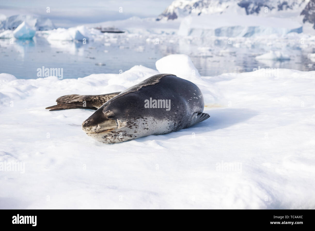 Icy land hi-res stock photography and images - Alamy
