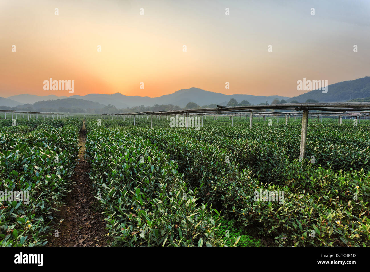 Plant farm farm nature vineyard planting leaves hi-res stock ...