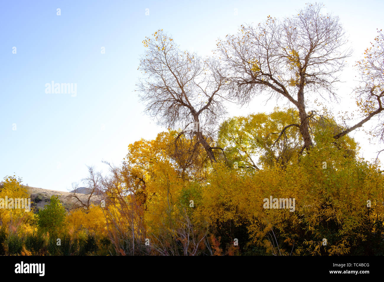 Autumn scenery of Huyang Gorge in Dobagou Huyang Gorge in Akse Kazakh ...