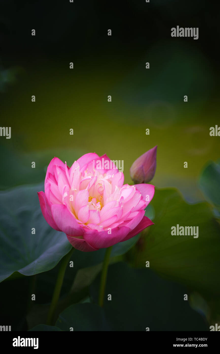 Aquatic plants in foreign countries hi-res stock photography and images ...