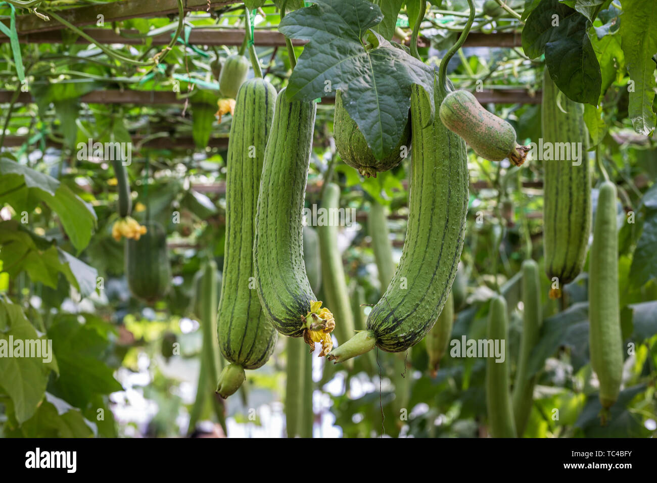 Fresh green loofah growing under the scaffolding Stock Photo - Alamy