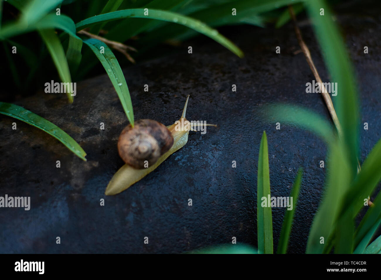 Snails in the yard after the rain on the green grass with large dew ...