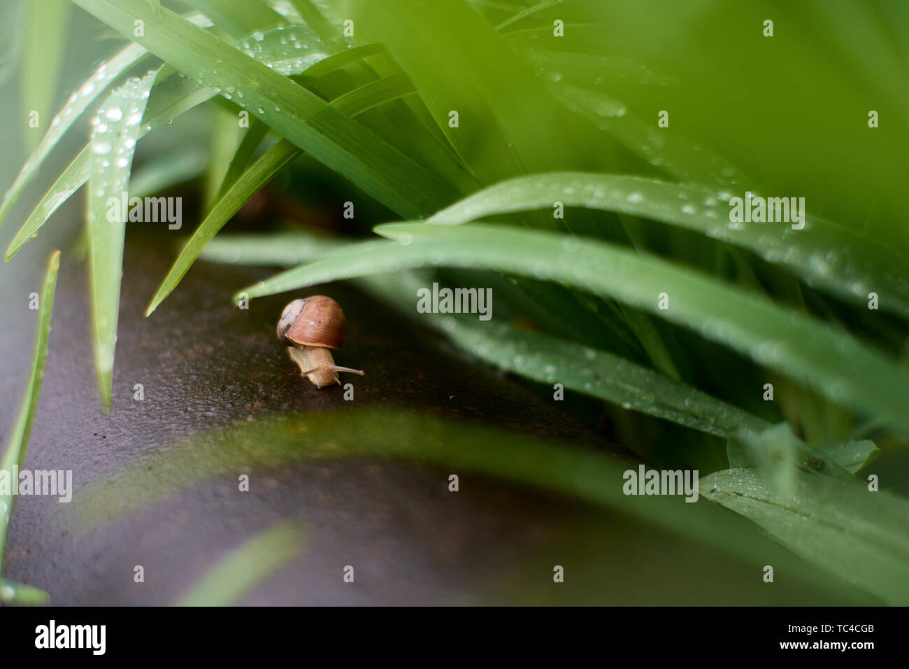 Snails in the rain hi-res stock photography and images - Alamy