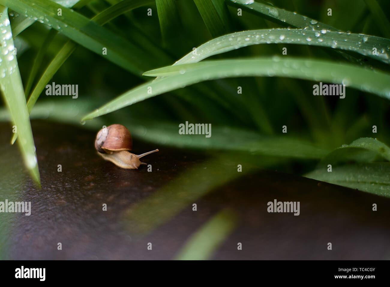 Snails in the rain hi-res stock photography and images - Alamy