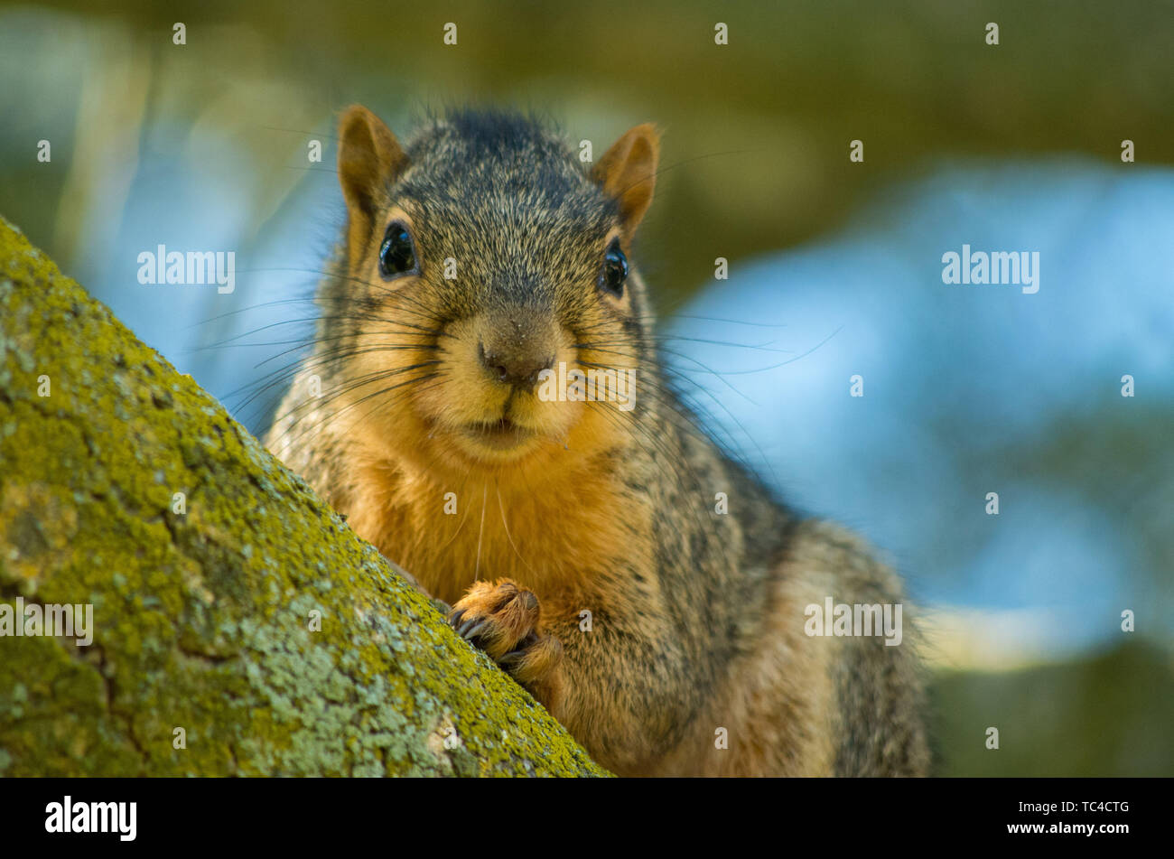 Mammals no one with nature wildlife wild animals wood hi-res stock photography and images - Alamy