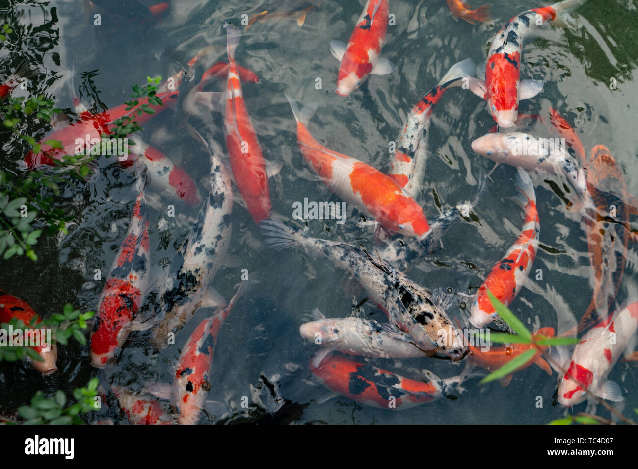 Fish in the pond in Huanhuaxi Park, Chengdu Stock Photo - Alamy