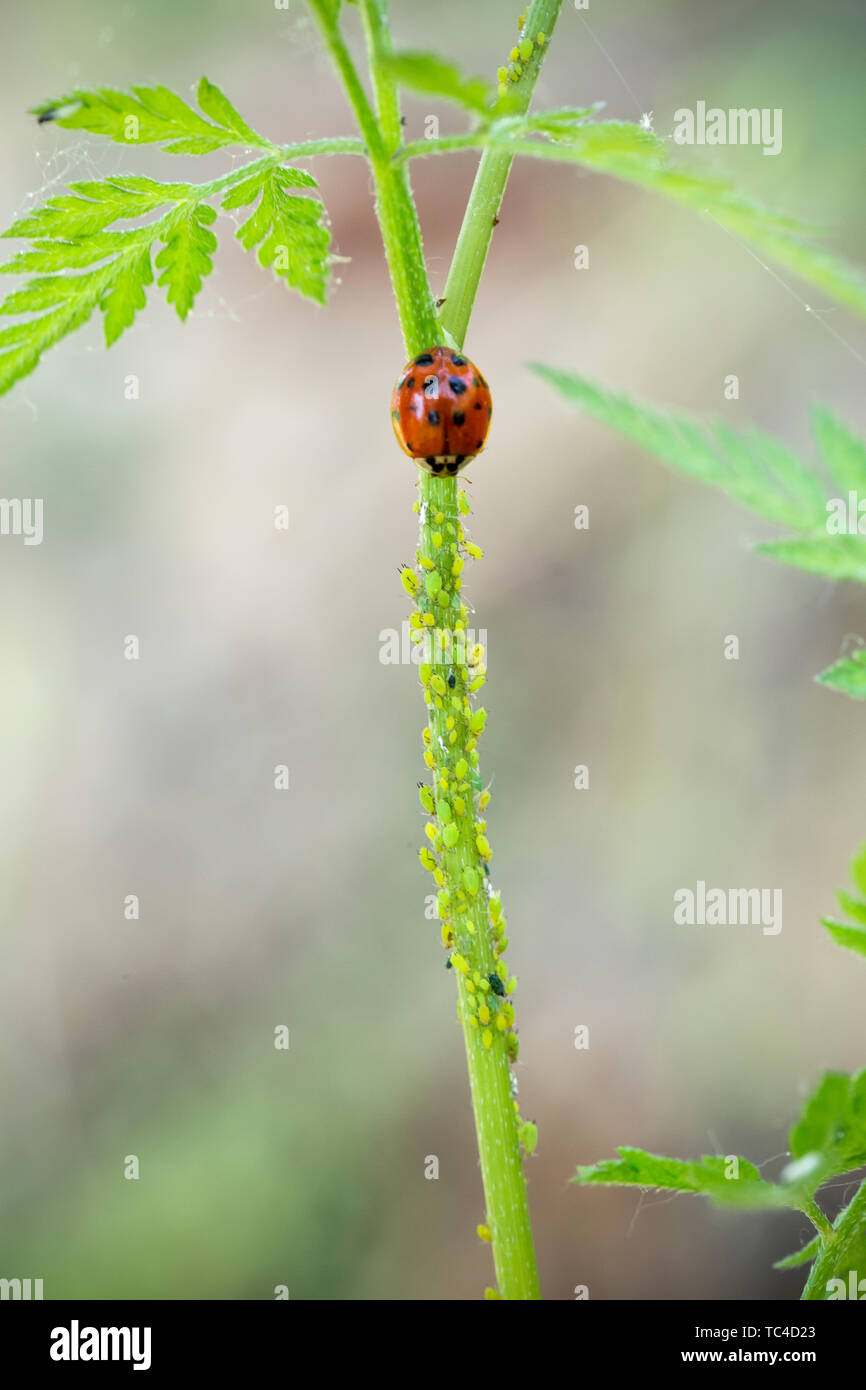 Ladybugs and aphids Stock Photo - Alamy