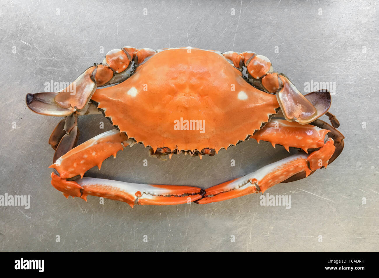 Crab and lobster festival hi-res stock photography and images - Alamy