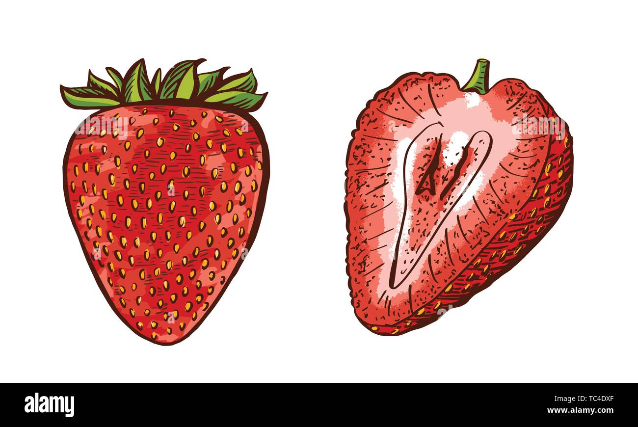 Whole and half of strawberry. Hand drawn strawberries. Vintage ...
