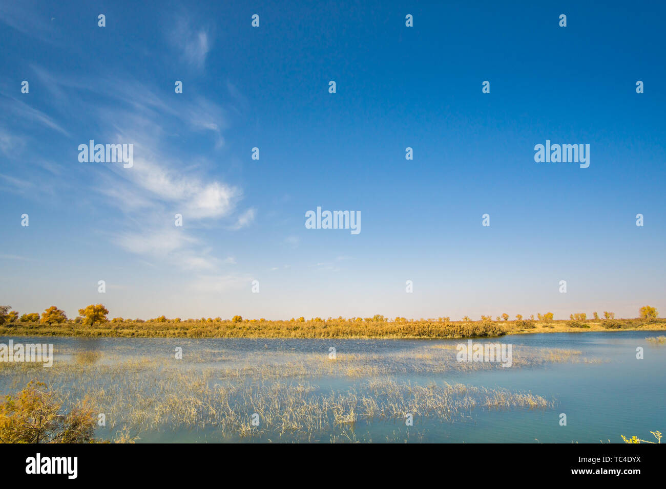 Poplar Lin, lake, reflection, beautiful scenery Stock Photo - Alamy