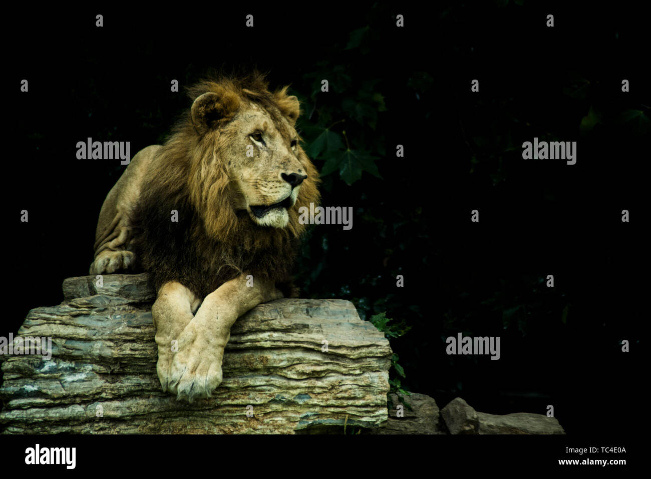 Energetic birds hi-res stock photography and images - Alamy