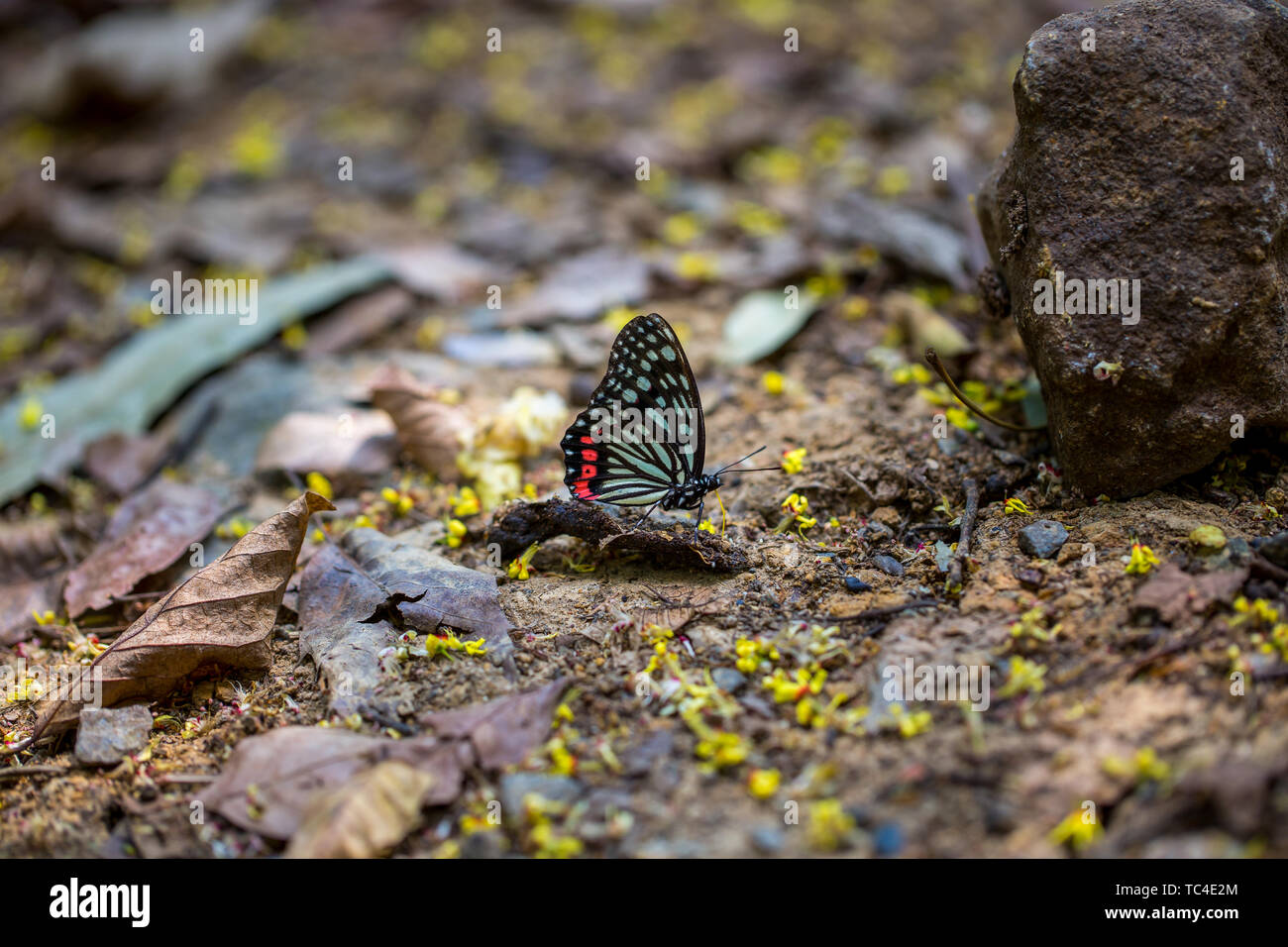 Human butterfly hi-res stock photography and images - Alamy